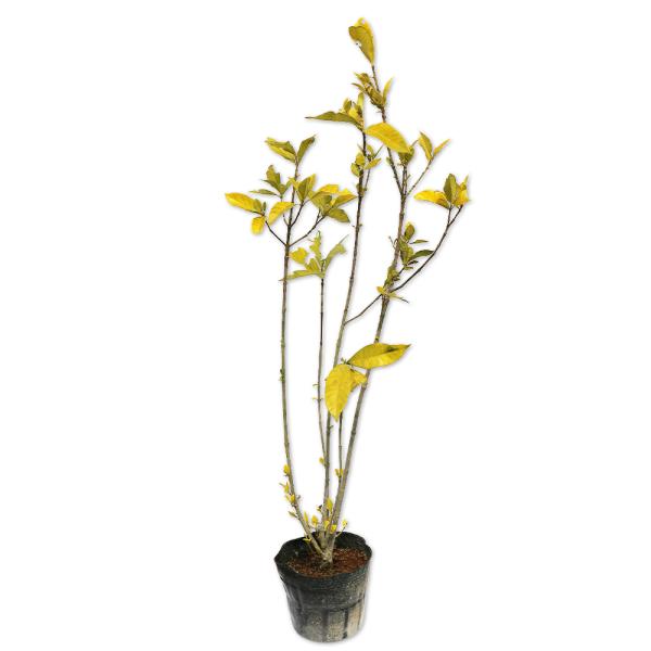 【クチナシ】（ガーデニア） 読み：くちなし 学名：Gardenia jasminoides アカネ科クチナシ属 常緑低木  【商品情報】 クチナシは香りが良い花が有名です。梅雨の時期に白く綺麗な約5ｃｍ前後の花が咲きます。多くの品種があり人...