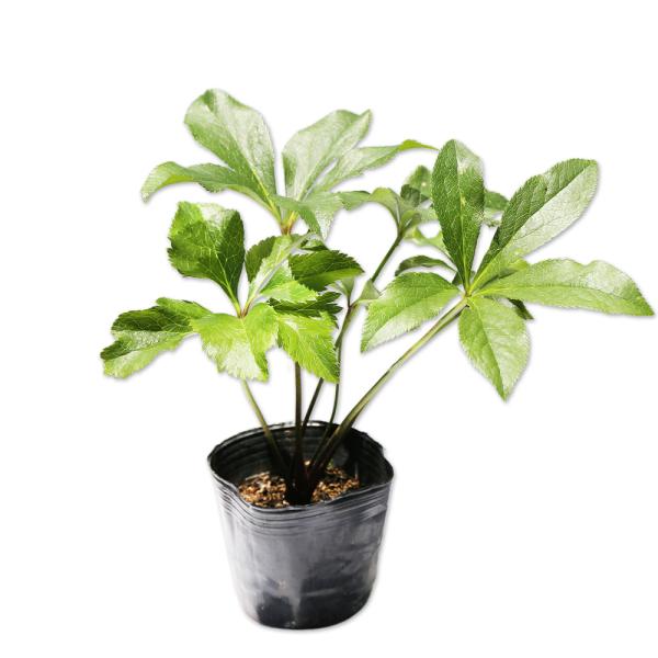 【クリスマスローズ】（オリエンタリスＭＩＸ） 読み：くりすますろーず/おりえんたりす 学名：Helleborus orientalis  キンポウゲ科クリスマスローズ属 常緑多年草  【商品情報】 クリスマスローズは地中海湾岸からヨーロッパ...