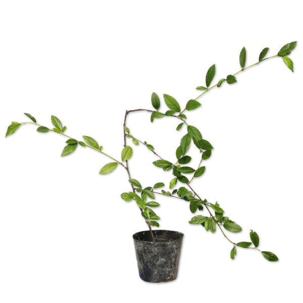 【コトネアスター/オータムファイヤ】 読み：ことねあすたー/おーたむふぁいや 学名：Cotoneastersalicifolius'AutumnFire' バラ科コトネアスター属 常緑つる性低木  【商品情報】 コトネアスターはつる性の常緑...