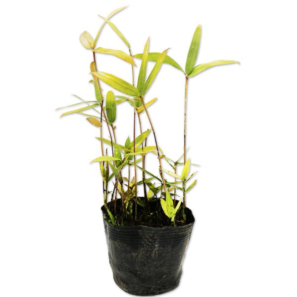 【カムロザサ】 読み：かむろざさ 学名：Pleioblastus auricoma イネ科ササ属 常緑低木  【商品情報】 ササは日本を代表する下草です。いくつもの品種があり背が高低や葉の大小、斑入り品種など様々です。日本の気候に良く合い、...