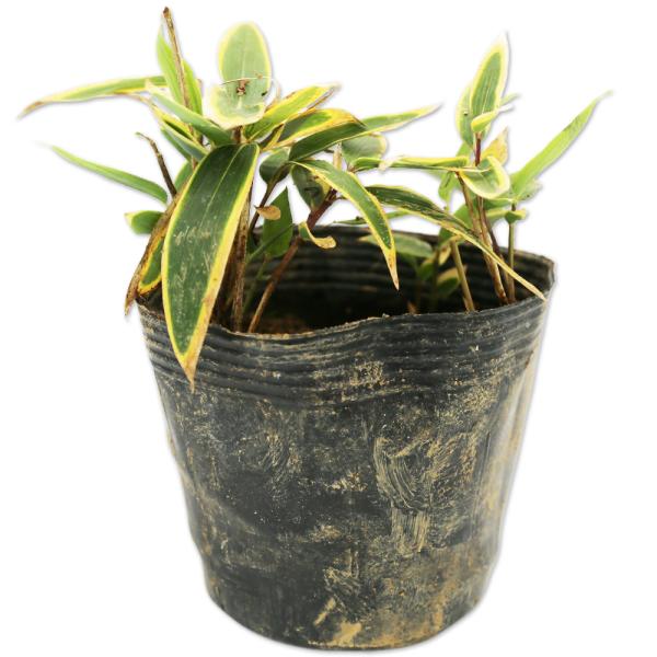 【クマザサ】（熊笹） 読み：くまざさ 学名：Sasa veitchii (Carr.) イネ科ササ属 常緑高木  【商品情報】 ササは日本を代表する下草です。いくつもの品種があり背が高低や葉の大小、斑入り品種など様々です。日本の気候に良く合...