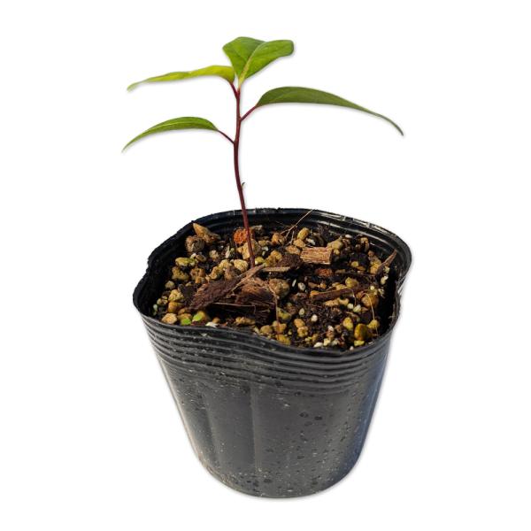 【クスノキ】（楠） 読み：くすのき 学名：Cinnamomum camphora クスノキ科ニッケイ属 常緑高木  【商品情報】 クスノキは大木になる木として有名です。大きい物になると幹周りが5ｍ以上になる固体もあります。木に樟脳という成分...