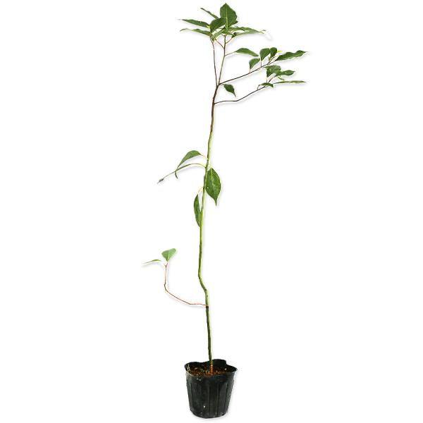 【クスノキ】（楠） 読み：くすのき 学名：Cinnamomum camphora クスノキ科ニッケイ属 常緑高木  【商品情報】 クスノキは大木になる木として有名です。大きい物になると幹周りが5ｍ以上になる固体もあります。木に樟脳という成分...