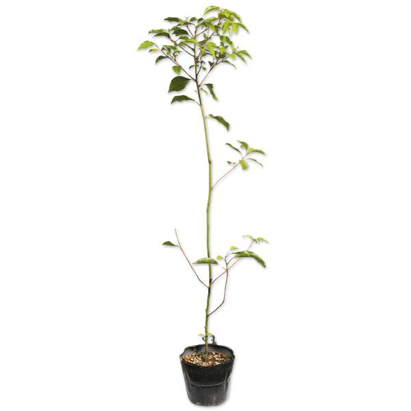【クスノキ】（楠） 読み：くすのき 学名：Cinnamomum camphora クスノキ科ニッケイ属 常緑高木  【商品情報】 クスノキは大木になる木として有名です。大きい物になると幹周りが5ｍ以上になる固体もあります。木に樟脳という成分...