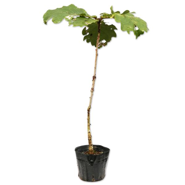 【カシワ】 読み：かしわ 学名：Quercus dentata ブナ科ブナ属 落葉高木  【商品情報】 カシワは落葉高木です。北海道から九州まで自生しています。痩せた乾燥地でも成長することから独自の群生があったりします。寒冷な場所でも生育可...