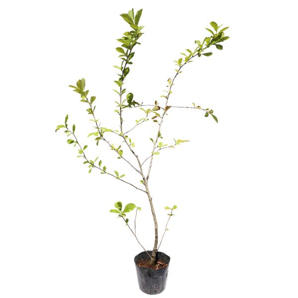 カマツカ 0.6m10.5cmポット 10本セット 送料無料 1年間枯れ保証 山林苗木 :2053069:トオヤマグリーン - 通販 ...