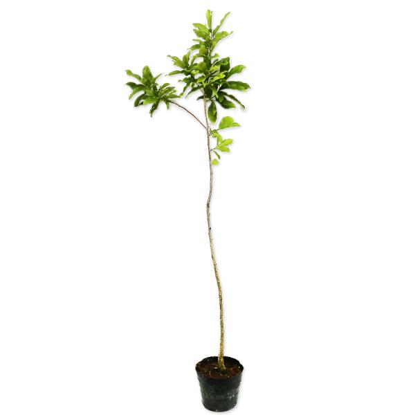 【クヌギ】（椚） 読み：くぬぎ 学名：Quercus acutissima ブナ科コナラ属 落葉高木 別名：  【名前の由来】 日本人と関わりが深く、国木（くにのき）ということから。  【商品情報】 綺麗な緑が特徴です。本州から九州の山地に...