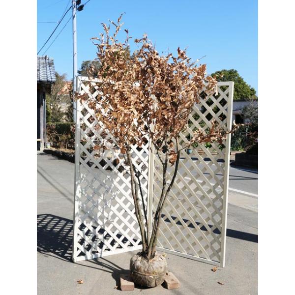 【クヌギ】（椚） 読み：くぬぎ 学名：Quercus acutissima ブナ科コナラ属 落葉高木 別名：  【名前の由来】 日本人と関わりが深く、国木（くにのき）ということから。  【商品情報】 綺麗な緑が特徴です。本州から九州の山地に...