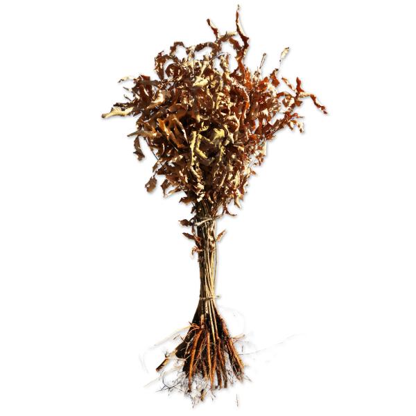 【クヌギ】（椚） 読み：くぬぎ 学名：Quercus acutissima ブナ科コナラ属 落葉高木 別名：  【名前の由来】 日本人と関わりが深く、国木（くにのき）ということから。  【商品情報】 綺麗な緑が特徴です。本州から九州の山地に...