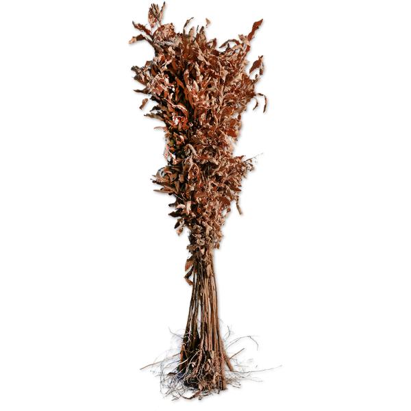 【クヌギ】（椚） 読み：くぬぎ 学名：Quercus acutissima ブナ科コナラ属 落葉高木 別名：  【名前の由来】 日本人と関わりが深く、国木（くにのき）ということから。  【商品情報】 綺麗な緑が特徴です。本州から九州の山地に...