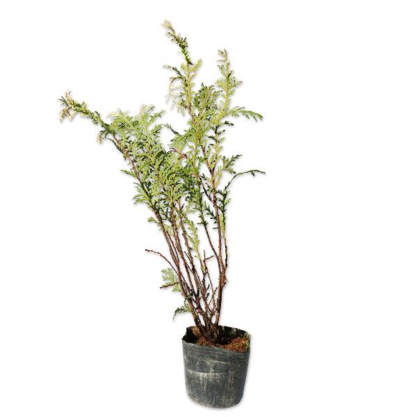 【グロボーサバリエガタ】 読み：ぐろぼーさ/ばりえがた 学名：Chamaecyparis Obtusa‘Ｇlobosa Ｖariegata’ ヒノキ科ヒノキ属 常緑低木  【商品情報】 ヒノキは常緑樹です。枝にはうろこのような葉が集まります...