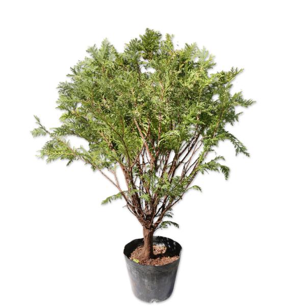 【グロボーサバリエガタ】 読み：ぐろぼーさ/ばりえがた 学名：Chamaecyparis Obtusa‘Ｇlobosa Ｖariegata’ ヒノキ科ヒノキ属 常緑低木  【商品情報】 ヒノキは常緑樹です。枝にはうろこのような葉が集まります...