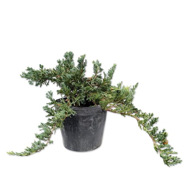 【ゴールデンカーペット】 読み：ごーるでんかーぺっと 学名：Juniperus horizontalis‘Ｇolden Ｃarpet’ ヒノキ科ビャクシン属 常緑低木  【商品説明】 ゴールデンカーペットは常緑低木です。枝が放射状に広がり、...