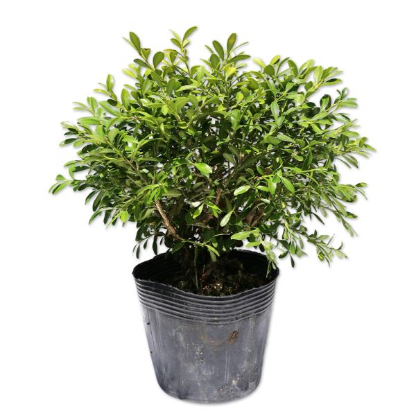 【クサツゲ】 読み：くさつげ 学名：Buxus microphylla ツゲ科ツゲ属 常緑低木  【商品説明】 クサツゲは常緑低木です。光沢がある小さく柔らかい葉が密集します。明るい黄緑色で鮮やかです。50ｃｍ程度にしかならないため低く抑え...
