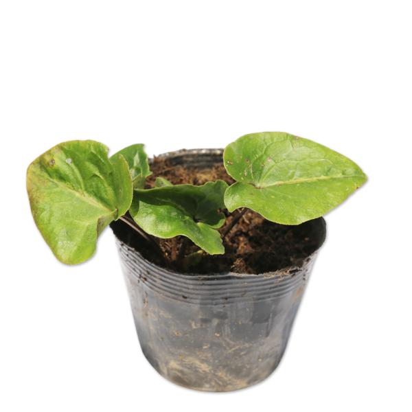【カンアオイ】 読み：かんあおい 学名:Asarum nipponicum ウマノスズクサ科カンアオイ属 多年草  【商品説明】 カンアオイは小型の多年草です。茎は短く、低く匍匐します。葉は緑が濃く、小型のハート形になります。独特の葉模様が...