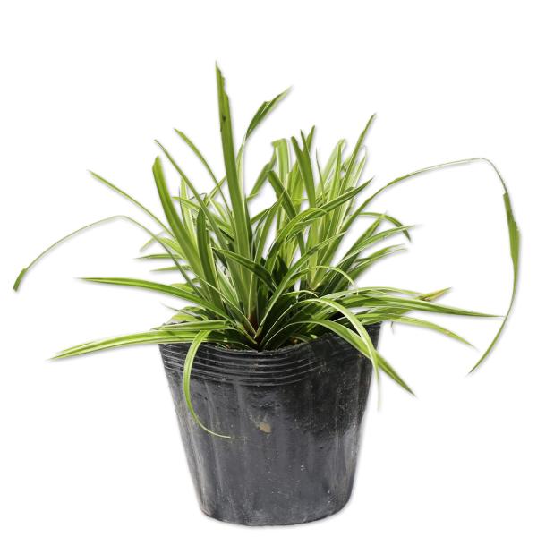 【シマカンスゲ】 読み：しまかんすげ 学名:Carex morrowii ‘Variegata’ カヤツリグサ科スゲ属 常緑宿根草  【商品説明】 カンスゲは常緑宿根草です。山間部などで自生しています。やや厚みのある固い葉をしています。根元...