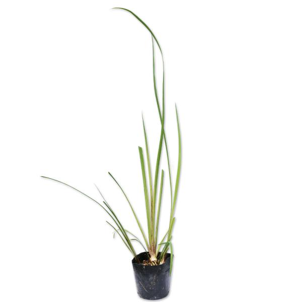 【キショウブ】 読み：きしょうぶ 学名：Iris pseudacorus アヤメ科アヤメ属 多年草  【商品説明】 ハナショウブは梅雨時期に咲く人気がある品種です。花色の変化が多く池や流れ沿いの水辺でよく利用されます。江戸時代から改良がすす...