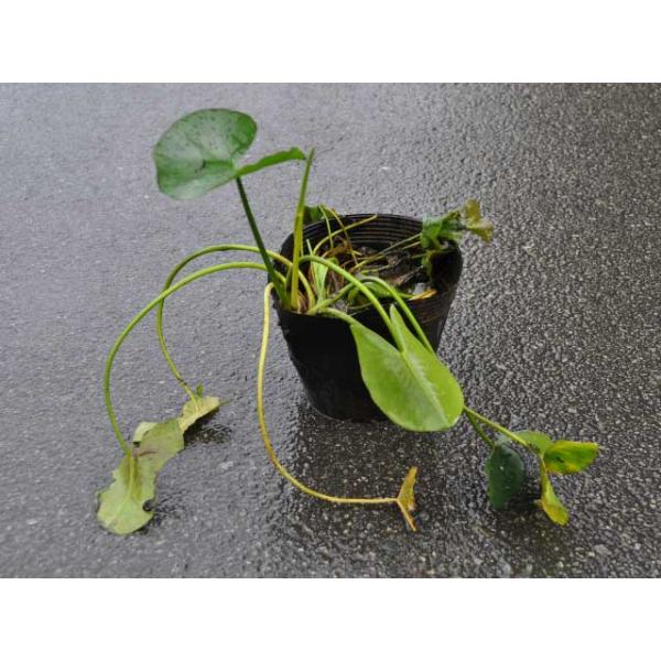 【コウホネ】 読み：こうほね 学名：Nuphar japonicum スイレン科コウホネ属 水生多年草  【商品説明】 コウホネは水生多年草です。根茎が白く肥大していて骨のように見えます。葉は水上と水中にでます。水上葉は艶があり深緑色で、水...