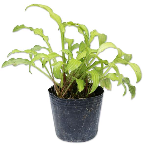 【ギボウシ/カピタン】（） 読み：ぎぼうし/かぴたん 学名：Hosta'Kabitan' キジカクシ科ギボウシ属 多年草 別名：  【商品情報】 ギボウシは山間に自生している、花が美しい品種です。変種が出来やすく数多くの品種があります。日本...