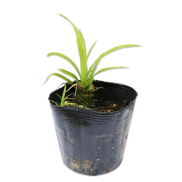 【カレックス】（） 読み：かれっくす 学名:Carex カヤツリグサ科スゲ属 常緑宿根草 別名：カンスゲ  【商品説明】 カレックスは常緑宿根草です。山間部などで自生しています。やや厚みのある固い葉をしています。根元は黒紫色になります。花穂...