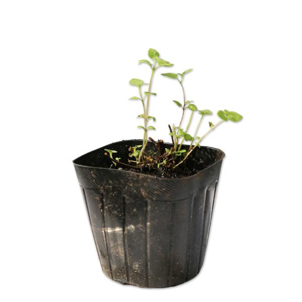 【カラミンサ】（） 読み：からみんさ 学名：calamintha nepeta シソ科カラミンサ属 多年草 別名：カラミント、レッサーカラミンサ  【商品情報】 カラミンサは多年草です。全体からペパーミントのような香りがします。葉は小さくシ...