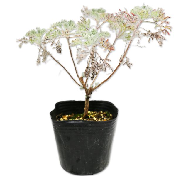 【カワラヨモギ】（河原蓬） 読み：かわらよもぎ 学名：Artemisia capillaris キク科ヨモギ属 常緑多年草 別名：シロヨモギ、インチンコウ  【商品説明】 カワラヨモギは多年草です。日本各地の河原や砂浜などの乾燥した場所に自...