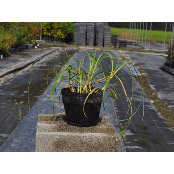 【コウボウムギ】（弘法麦） 読み：こうぼうむぎ 学名:Carex kobomugi カヤツリグサ科スゲ属 別名：フデクサ   【商品説明】 コウボウムギは多年草です。主に砂浜に群生する海浜植物です。砂の中に匍匐茎をのばし広がります。葉は根状...