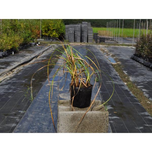 【コウボウシバ】（弘法芝） 読み：こうぼうしば 学名:Carex pumila カヤツリグサ科スゲ属 別名：   【商品説明】 コウボウシバは多年草です。主に砂浜に群生する海浜植物です。砂の中に匍匐茎をのばし広がります。葉は根状にでて緑色色...