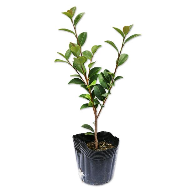 【カンツバキ白花】（寒椿白花） 読み：かんつばきしろばな 学名：Camellia sasanqua cv. Fujikoana ツバキ科ツバキ属 常緑低木 別名：  【名前の由来】 冬に咲くツバキから。  【商品情報】 カンツバキはその年に...