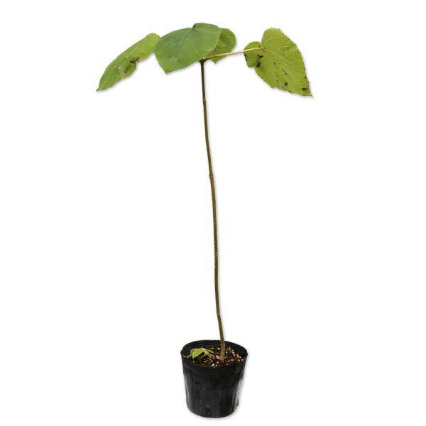 【キリ】（桐） 読み：きり 学名：Paulownia tomentosa キリ科キリ属 落葉高木 別名：キリノキ、ハナキリ、ニホンギリ  【名前の由来】 切ると成長が早まることから。  【商品情報】 キリは15mになる落葉高木です。中国原産...