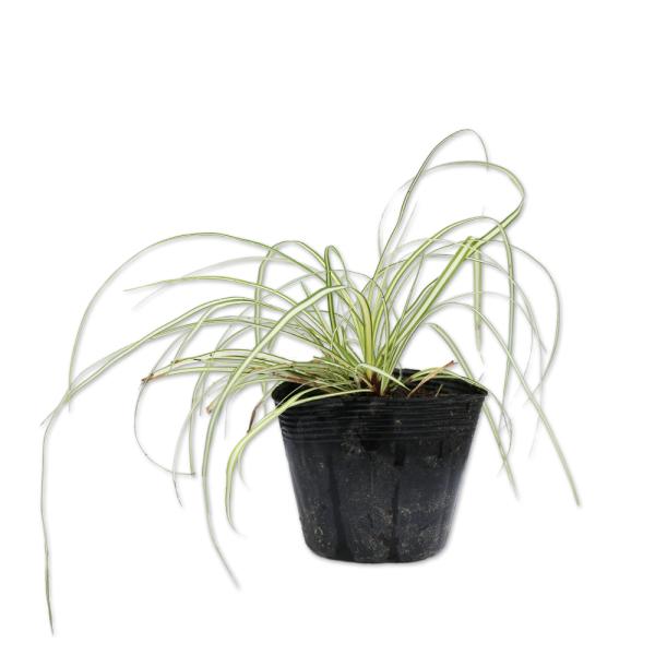 【カレックス/エバーゴールド】（） 読み：かれっくす/えばーごーるど 学名学名より。  【商品説明】 カレックスは常緑宿根草です。山間部などで自生しています。やや厚みのある固い葉をしています。根元は黒紫色になります。花穂が4月ごろに出ます。...