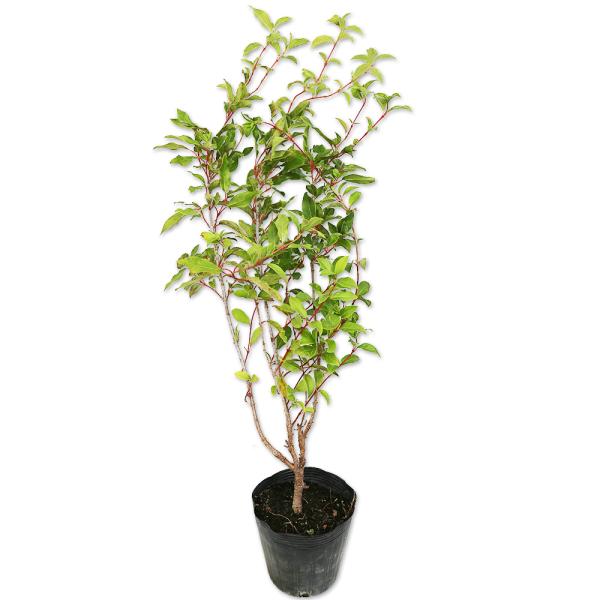 【ビバーナムティヌス】（常盤莢?） 読み：びばーなむてぃぬす 学名：Viburnum tinus スイカズラ科ガマズミ属 常緑低木 別名：トキワガマズミ  【名前の由来】 鎌や亀、墨や染めなど諸説あり。  【商品情報】 ガマズミは4ｍ程度に...