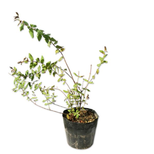 【キンシバイ】(金糸梅) 読み：きんしばい 学名：Hypericum patulum オトギリソウ科オトギリソウ属 半落葉低木  【商品情報】 キンシバイは夏に黄色い花が咲きます。花弁は円形で艶があります。深緑の葉と鮮やかな黄色の花のコント...