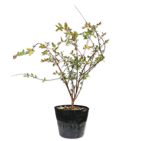 【キンシバイ】(金糸梅) 読み：きんしばい 学名：Hypericum patulum オトギリソウ科オトギリソウ属 半落葉低木  【商品情報】 キンシバイは夏に黄色い花が咲きます。花弁は円形で艶があります。深緑の葉と鮮やかな黄色の花のコント...