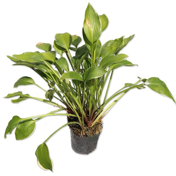 【ギボウシ/ドレスブルー】 読み：ぎぼうし/どれすぶるー 学名：Hosta montana  キジカクシ科ギボウシ属 多年草 【商品情報】ギボウシは山間に自生している、花が美しい品種です。変種が出来やすく数多くの品種があります。日本だけでは...