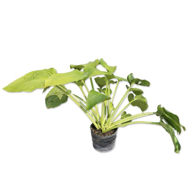 【ギボウシ/ブルーマンモス】 読み：ぎぼうし/ぶるーまんもす 学名：Hosta montana  キジカクシ科ギボウシ属 多年草 【商品情報】ギボウシは山間に自生している、花が美しい品種です。変種が出来やすく数多くの品種があります。日本だけ...