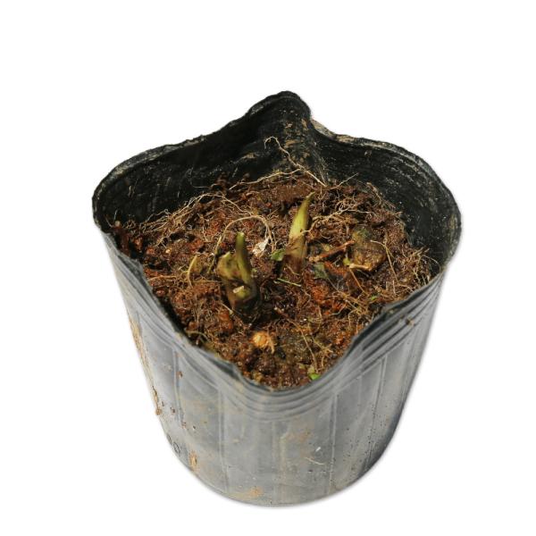 【ギョウジャニンニク】(行者葫) 読み：ぎょうじゃにんにく 学名：Allium victorialis subsp. platyphyllum ヒガンバナ科ネギ属 多年草 別名：キトピロ、ヤマニンニク  【名前の由来】 山にこもる修験道の行...