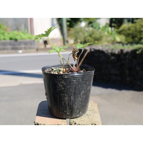 【ゲラニウム青花】() 読み：げらにうむあおばな 学名：Geranium フウロソウ科テンジクアオイ属 多年草 別名：ゲラニューム  【名前の由来】 種の鞘の形が鶴のくちばしに似ていることから。  【商品情報】ゲラニウム青花は0.4mになる...