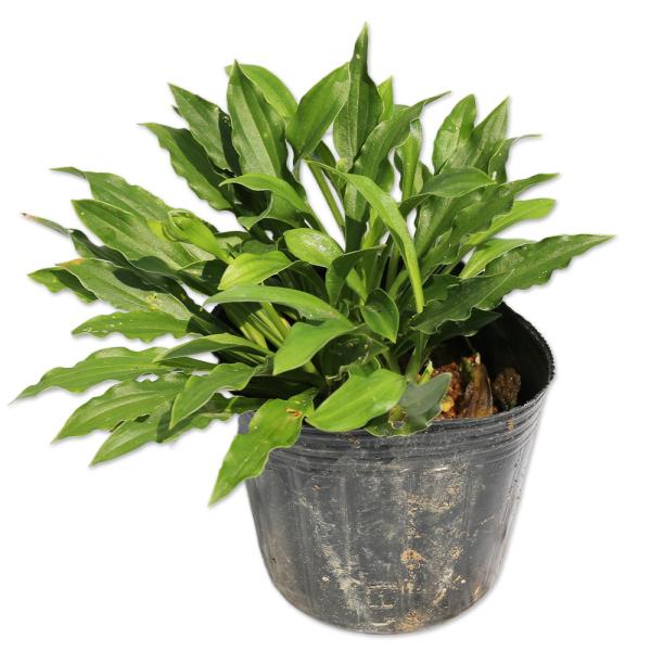 【ヒメギボウシ】(姫擬宝珠) 読み：ひめぎぼうし 学名：Hosta spp リュウゼツラン科ギボウシ属 多年草 別名：デイリリー  【名前の由来】   【商品情報】ヒメギボウシは0.3mになる多年草です。日本・中国・朝鮮半島が原産です。葉は...