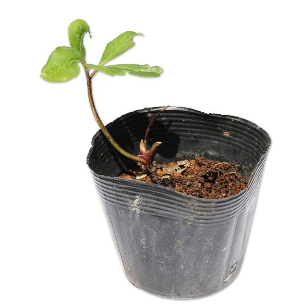 【クリスマスローズ/ニゲル】 読み：くりすますろーず/にげる 学名：Helleborus niger 　 キンポウゲ科クリスマスローズ属 常緑多年草 別名：へレボルス、ヘレボラス  【名前の由来】 イギリスのクリスマスに開花するというとこら...