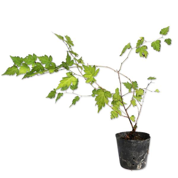 【コゴメウツギ】(小米空木) 読み：こごめうつぎ 学名：Stephanandra incisa バラ科コゴメウツギ属 落葉低木 別名：  【名前の由来】 ウツギに似た小さい花を小米に見立てたところから。  【商品情報】コゴメウツギは2mにな...