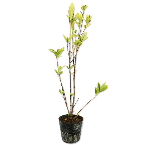 【クチナシ八重】（ガーデニア） 読み：くちなしやえ 学名：Gardenia jasminoides アカネ科クチナシ属 常緑低木  【商品情報】 クチナシは香りが良い花が有名です。梅雨の時期に白く綺麗な約5ｃｍ前後の花が咲きます。多くの品種...