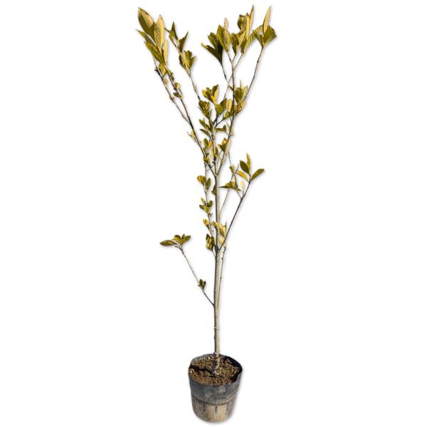 【クチナシ八重】（ガーデニア） 読み：くちなしやえ 学名：Gardenia jasminoides アカネ科クチナシ属 常緑低木  【商品情報】 クチナシは香りが良い花が有名です。梅雨の時期に白く綺麗な約5ｃｍ前後の花が咲きます。多くの品種...