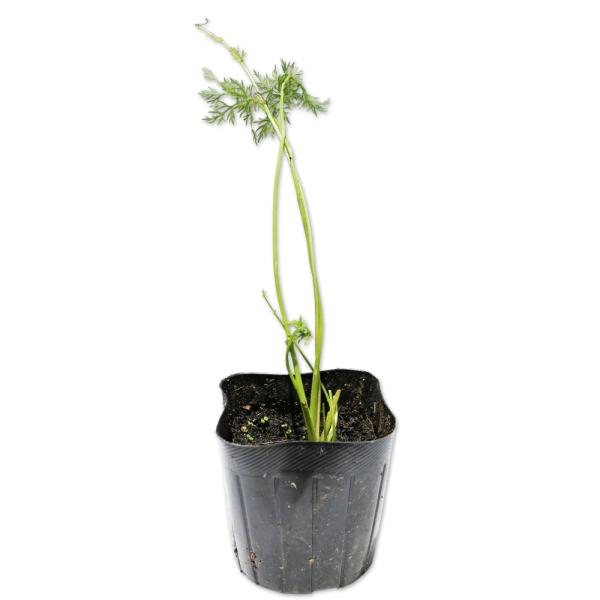 【キャラウェイ】() 読み：きゃらうぇい 学名：Carum canvi セリ科ヒメウイキョウ属 1〜2年草 別名：ヒメウイキョウ  【名前の由来】   【商品情報】キャラウェイは0.8mになる1〜2年草です。葉はハーブとして利用されます。花...