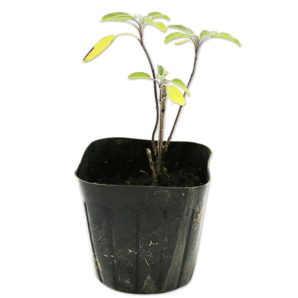 【コモンセージ】() 読み：こもんせーじ 学名：Salvia officinalis シソ科アサギリ属 常緑多年草 別名：ガーデンセージ、ヤクヨウサルビア  【名前の由来】   【商品情報】コモンセージは0.6mになる常緑多年草です。地中海...