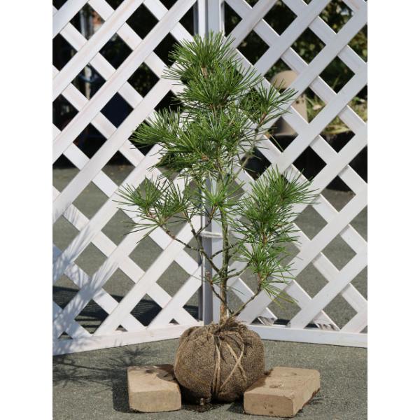 【コウヤマキ】(高野槙) 読み：こうやまき 学名：Sciadopitys verticillata コウヤマキ科コウヤマキ属 常緑高木 別名：ホンマキ  【名前の由来】 高野山真言宗総本山の高野山に数多く自生していることから。  【商品情報...