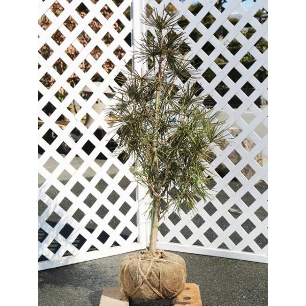 【コウヤマキ】(高野槙) 読み：こうやまき 学名：Sciadopitys verticillata コウヤマキ科コウヤマキ属 常緑高木 別名：ホンマキ  【名前の由来】 高野山真言宗総本山の高野山に数多く自生していることから。  【商品情報...