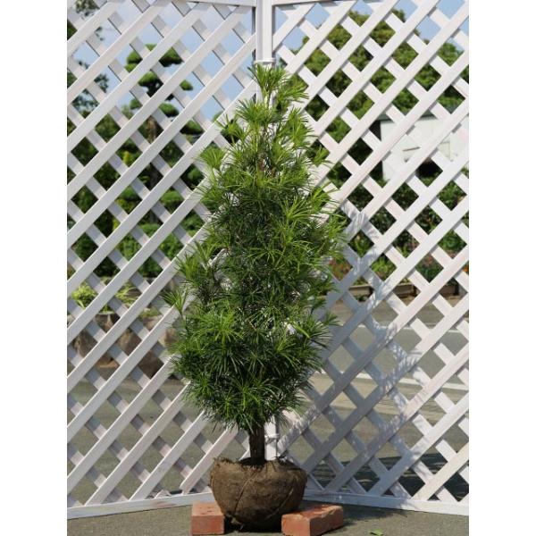 【コウヤマキ】(高野槙) 読み：こうやまき 学名：Sciadopitys verticillata コウヤマキ科コウヤマキ属 常緑高木 別名：ホンマキ  【名前の由来】 高野山真言宗総本山の高野山に数多く自生していることから。  【商品情報...