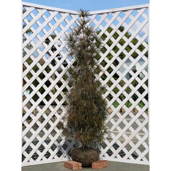 【コウヤマキ】(高野槙) 読み：こうやまき 学名：Sciadopitys verticillata コウヤマキ科コウヤマキ属 常緑高木 別名：ホンマキ  【名前の由来】 高野山真言宗総本山の高野山に数多く自生していることから。  【商品情報...