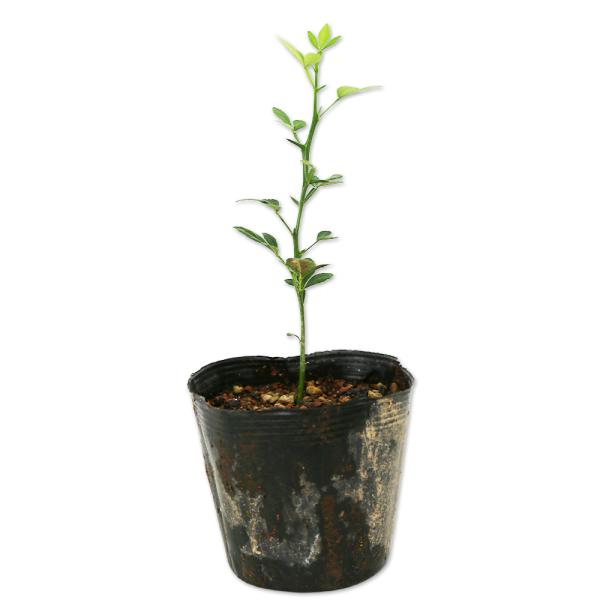 【カラタチ】(枸橘、枳殻) 読み：からたち 学名：Poncirus trifoliata ミカン科カラタチ属 落葉低木 別名：キコク  【名前の由来】 カラタチバナを略したことから。  【商品情報】カラタチは3mになる落葉低木です。中国が原...